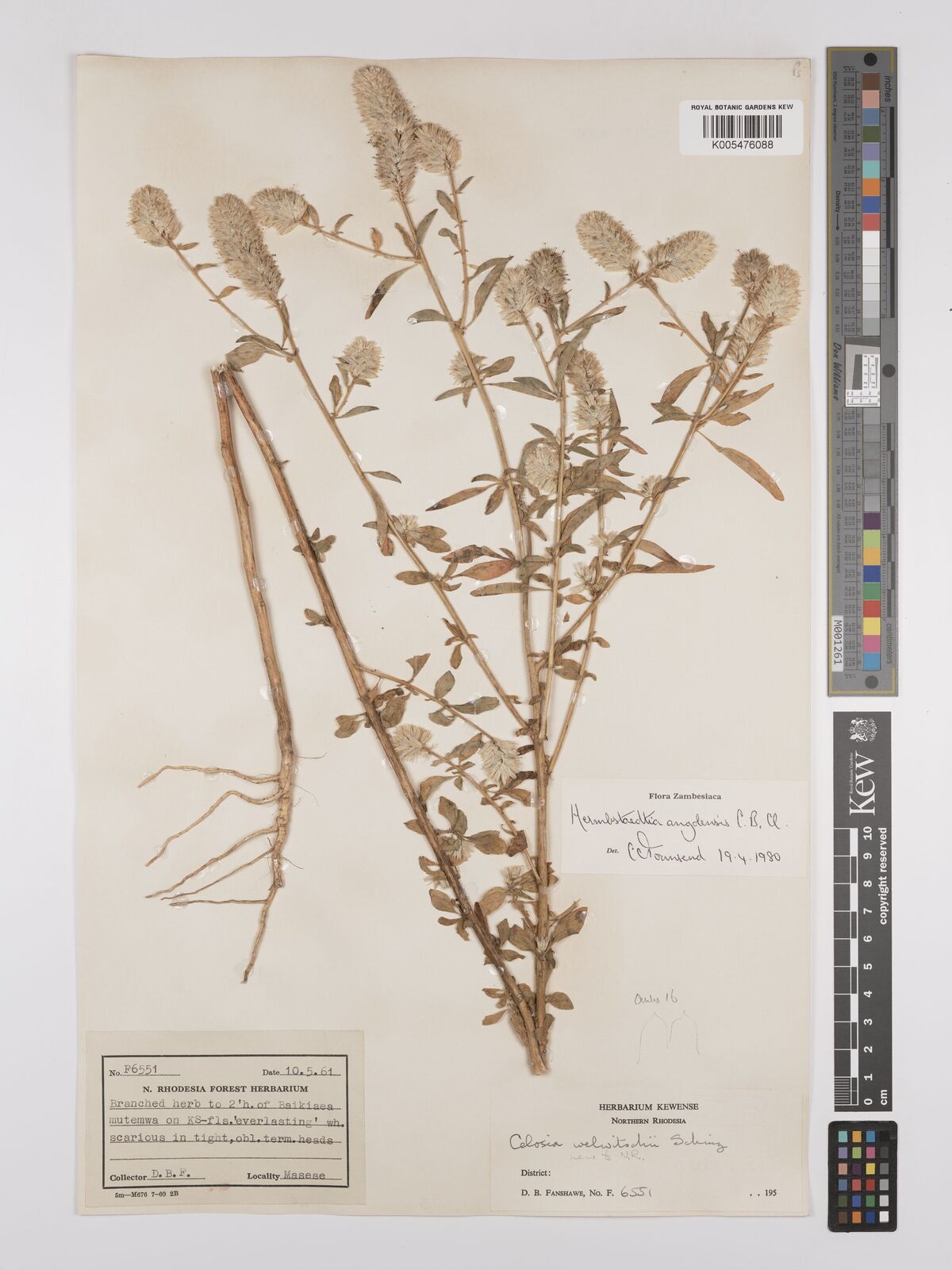 Hermbstaedtia angolensis C.B.Clarke | Plants of the World Online | Kew ...