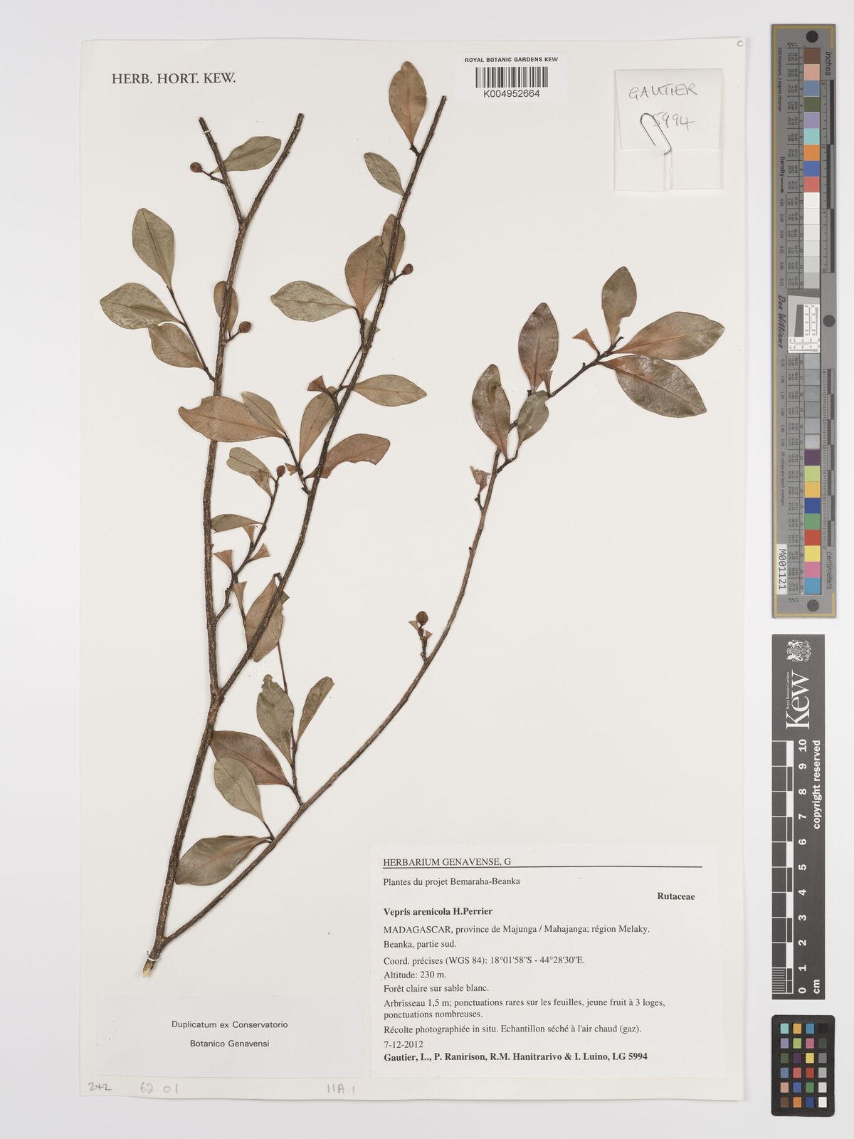 Vepris arenicola H.Perrier | Plants of the World Online | Kew Science