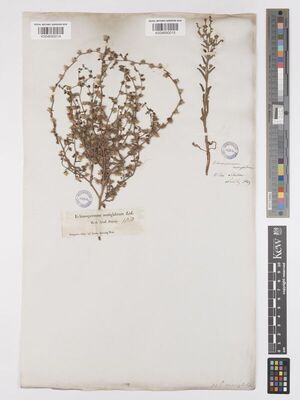 Lappula patula (Lehm.) Menyh. | Plants of the World Online | Kew Science