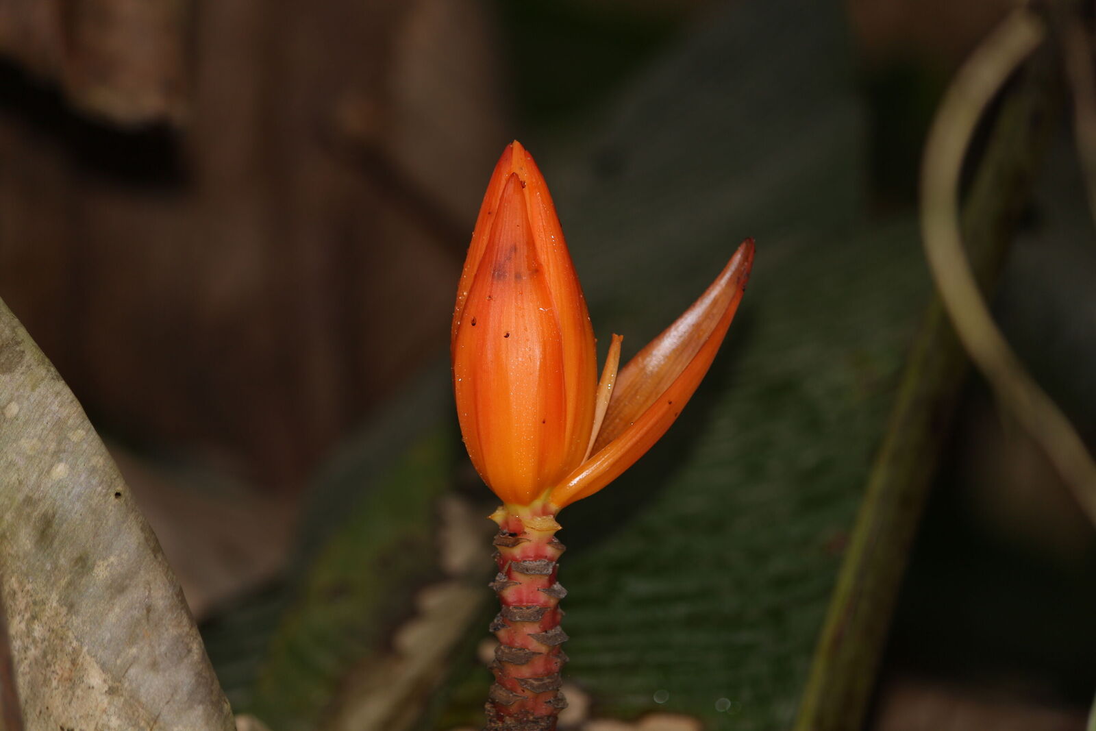 Musa aurantiaca var. aurantiaca | Plants of the World Online | Kew Science