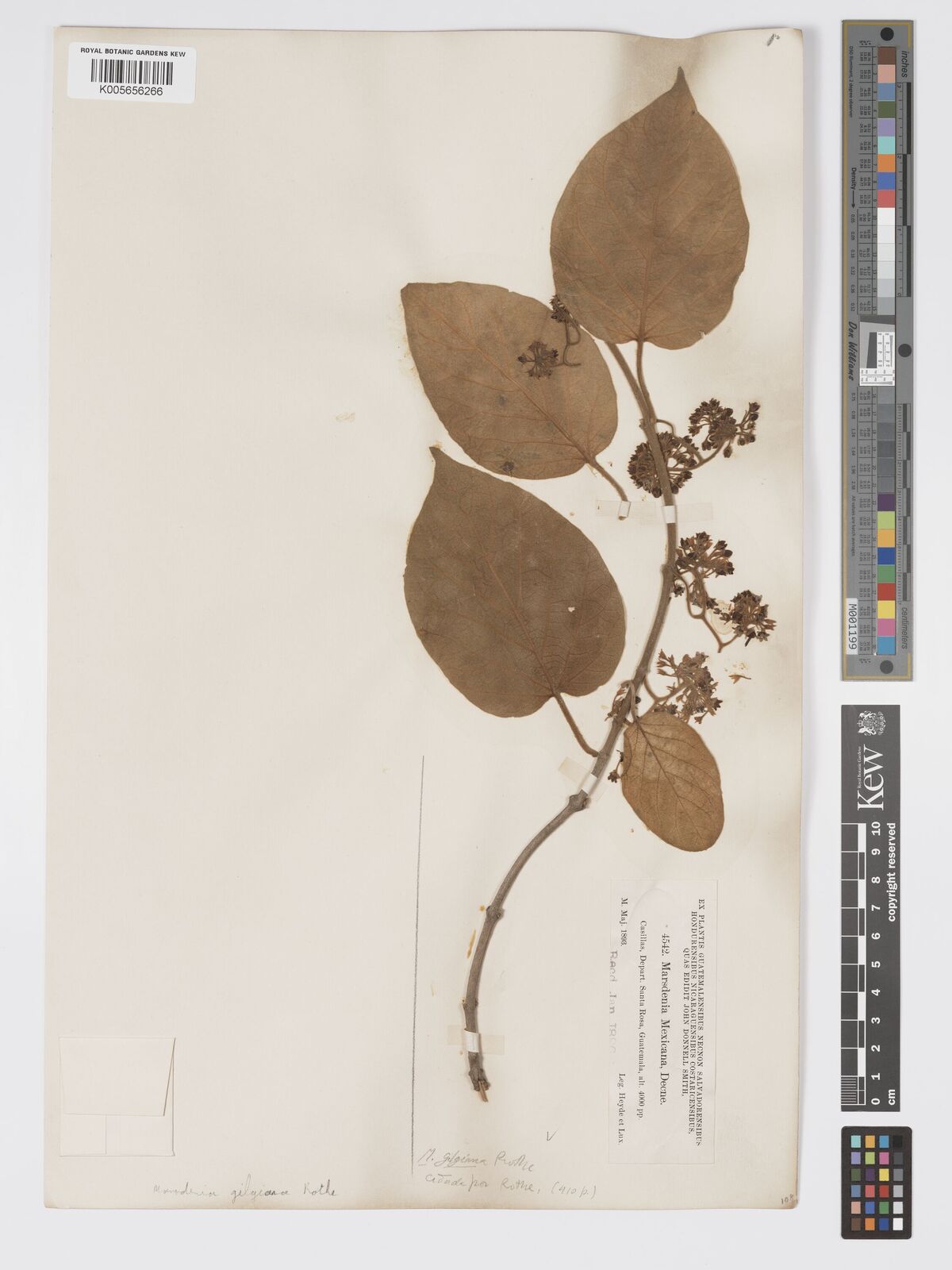 Ruehssia gilgiana (W.Rothe) Morillo & Mora Méndez | Plants of the World ...