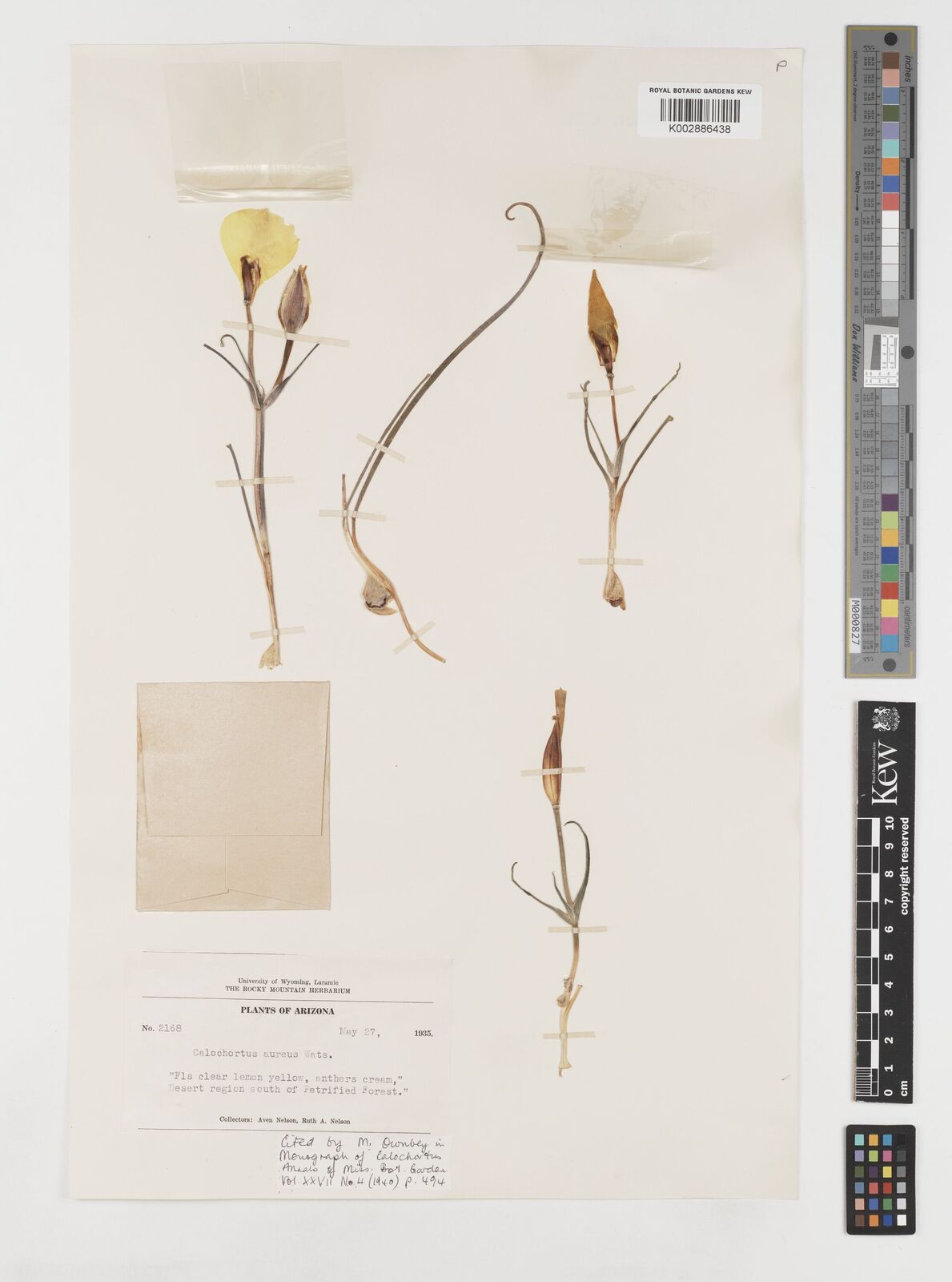 Calochortus aureus S.Watson | Plants of the World Online | Kew Science