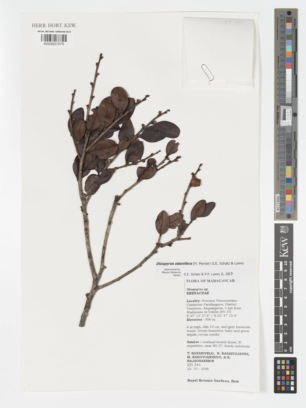 Diospyros ebenifera (H.Perrier) G.E.Schatz & Lowry | Plants of the ...