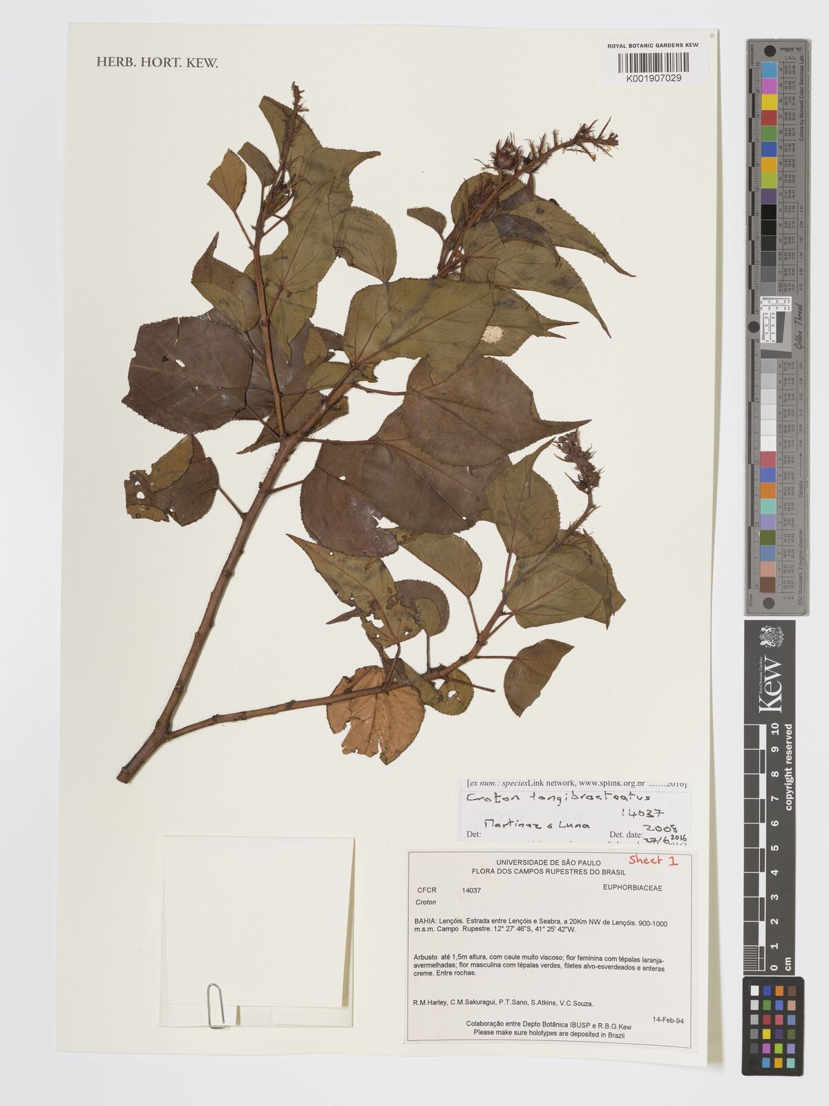 Croton longibracteatus Mart.Gord. & de Luna | Plants of the World ...