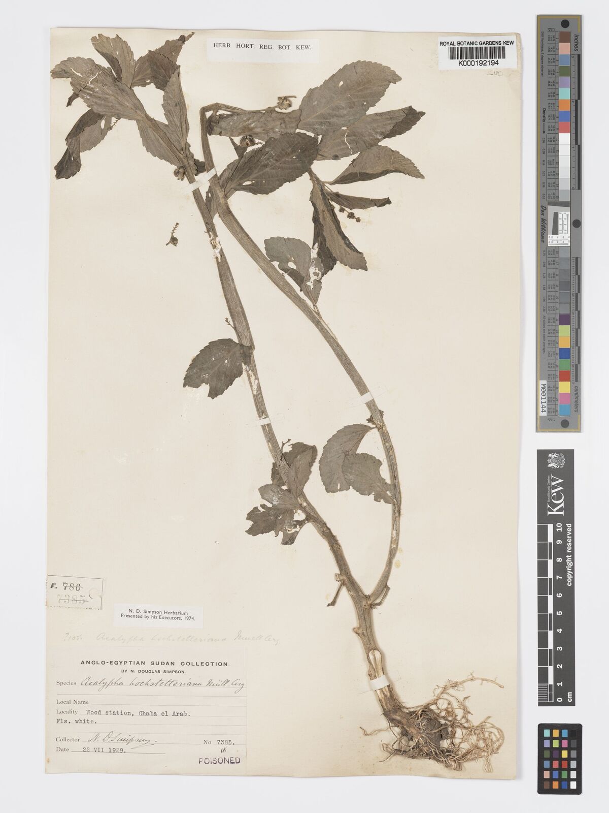 Caperonia fistulosa Beille | Plants of the World Online | Kew Science