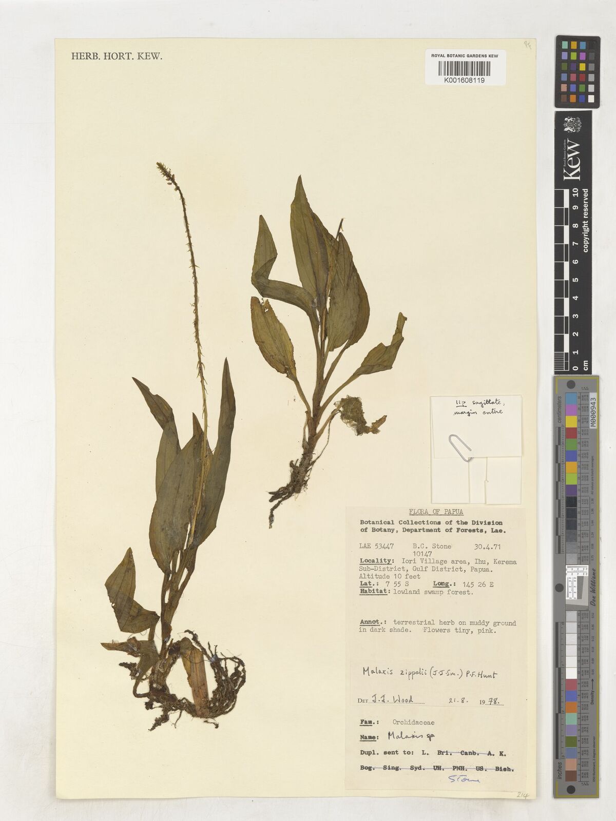 Crepidium zippelii (J.J.Sm.) Szlach. | Plants of the World Online | Kew ...