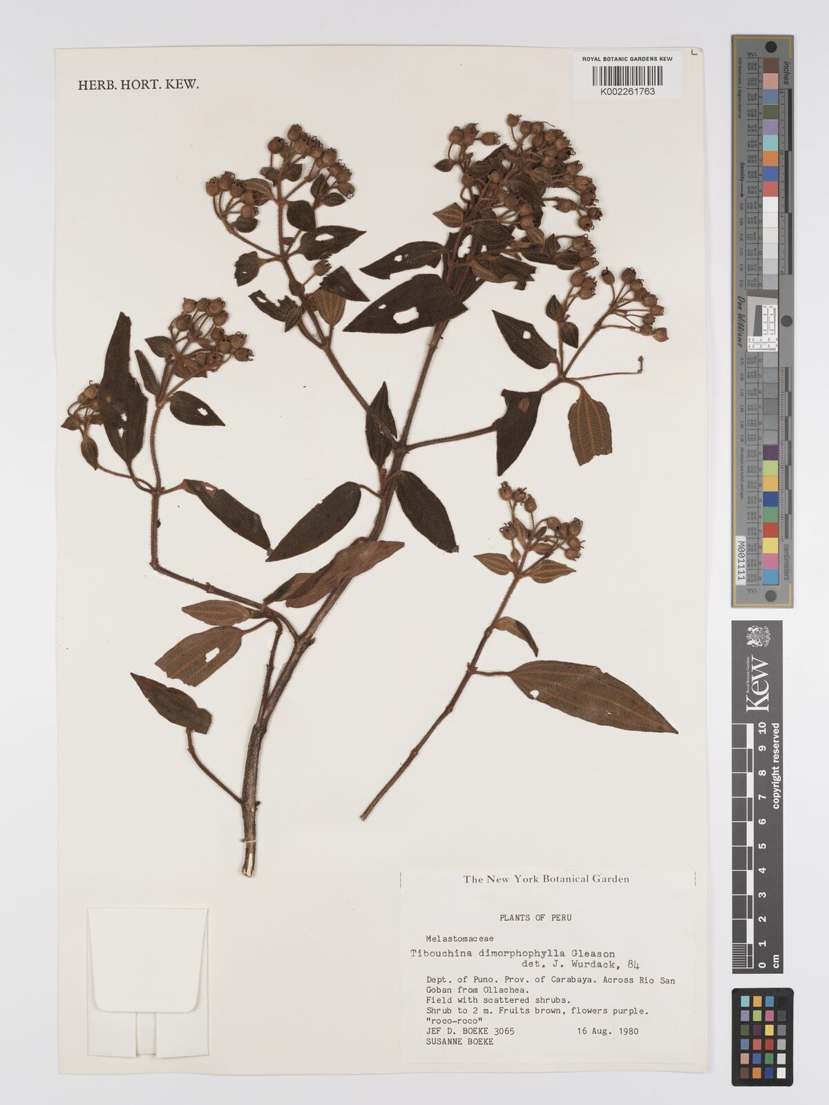 Chaetogastra dimorphylla (Gleason) P.J.F.Guim. & Michelang. | Plants of ...