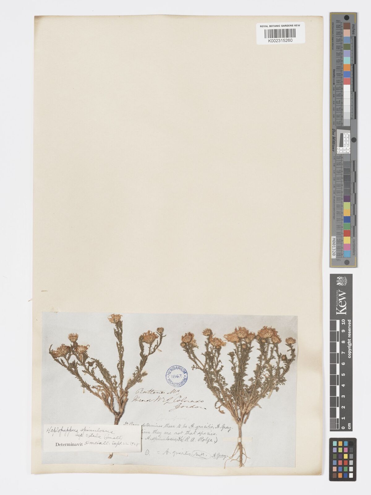 Xanthisma spinulosum var. spinulosum | Plants of the World Online | Kew ...