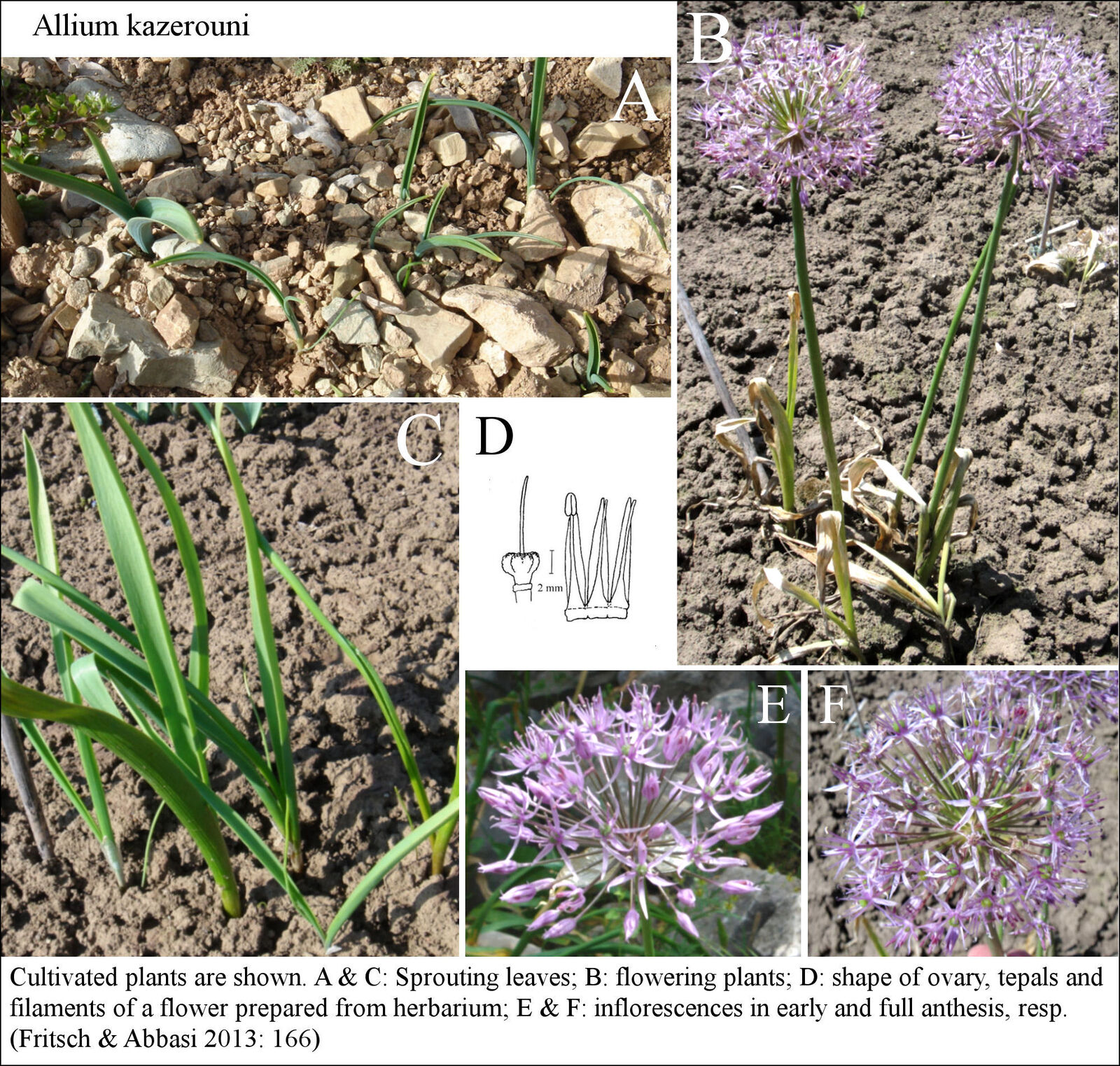 Allium kazerouni Parsa | Plants of the World Online | Kew Science