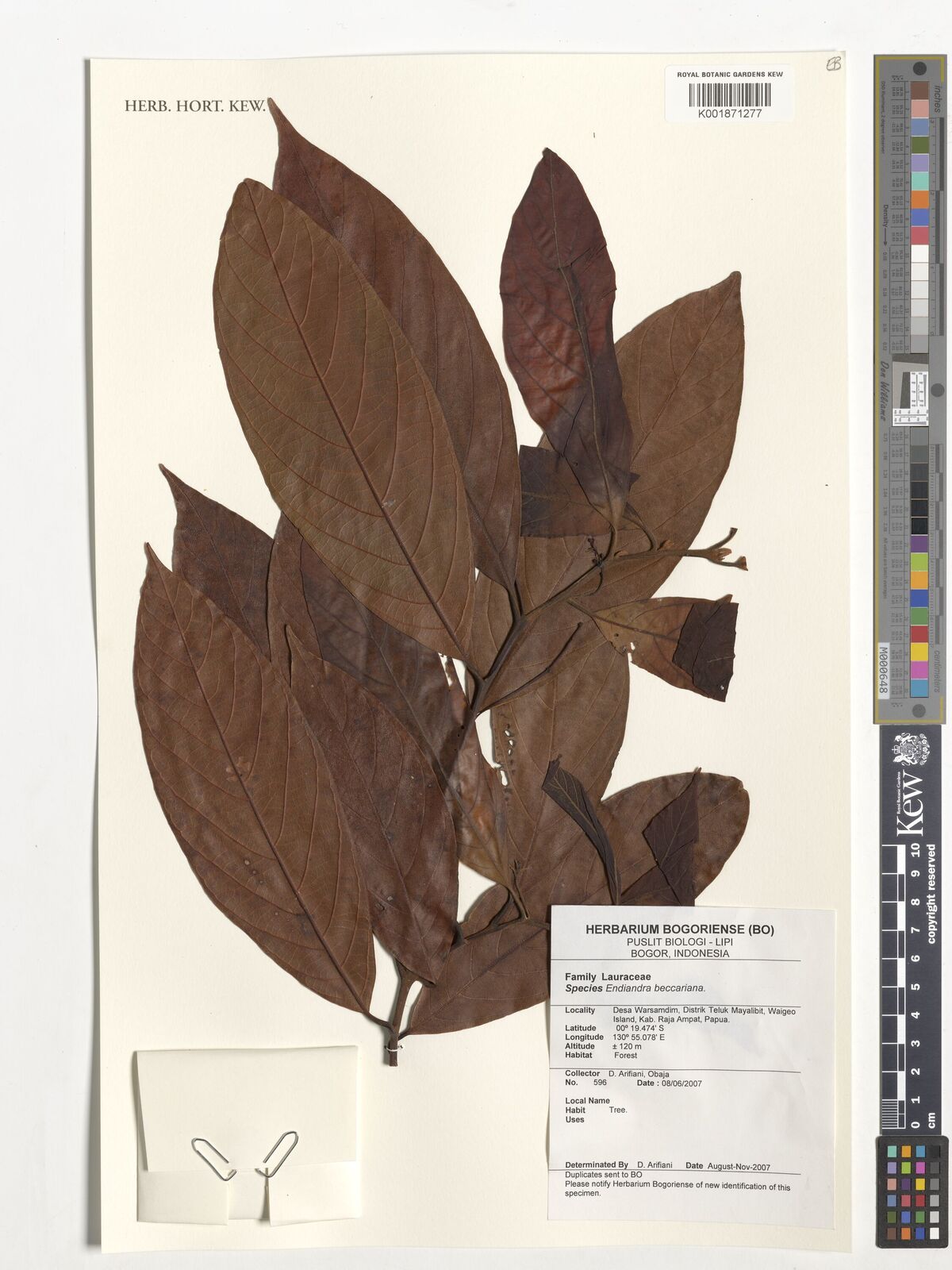 Endiandra beccariana Kosterm. | Plants of the World Online | Kew Science