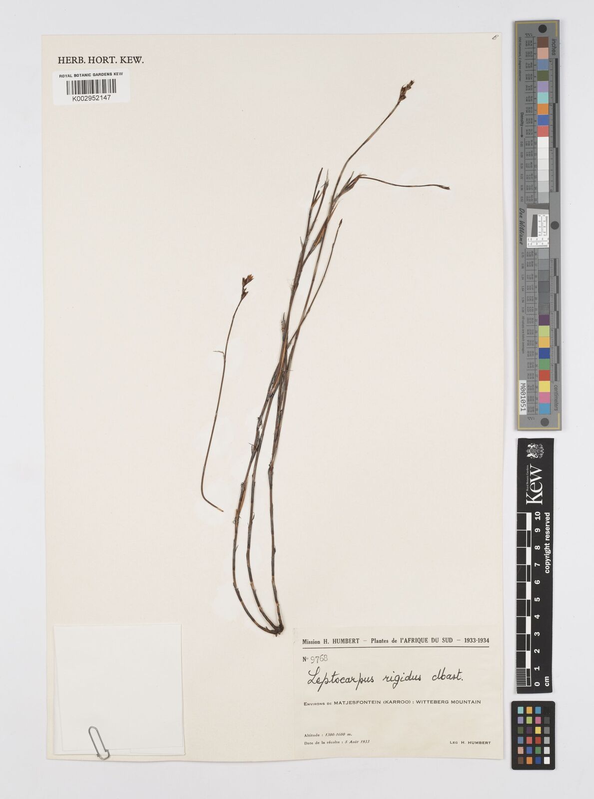 Restio rigidus (Mast.) H.P.Linder & C.R.Hardy | Plants of the World ...