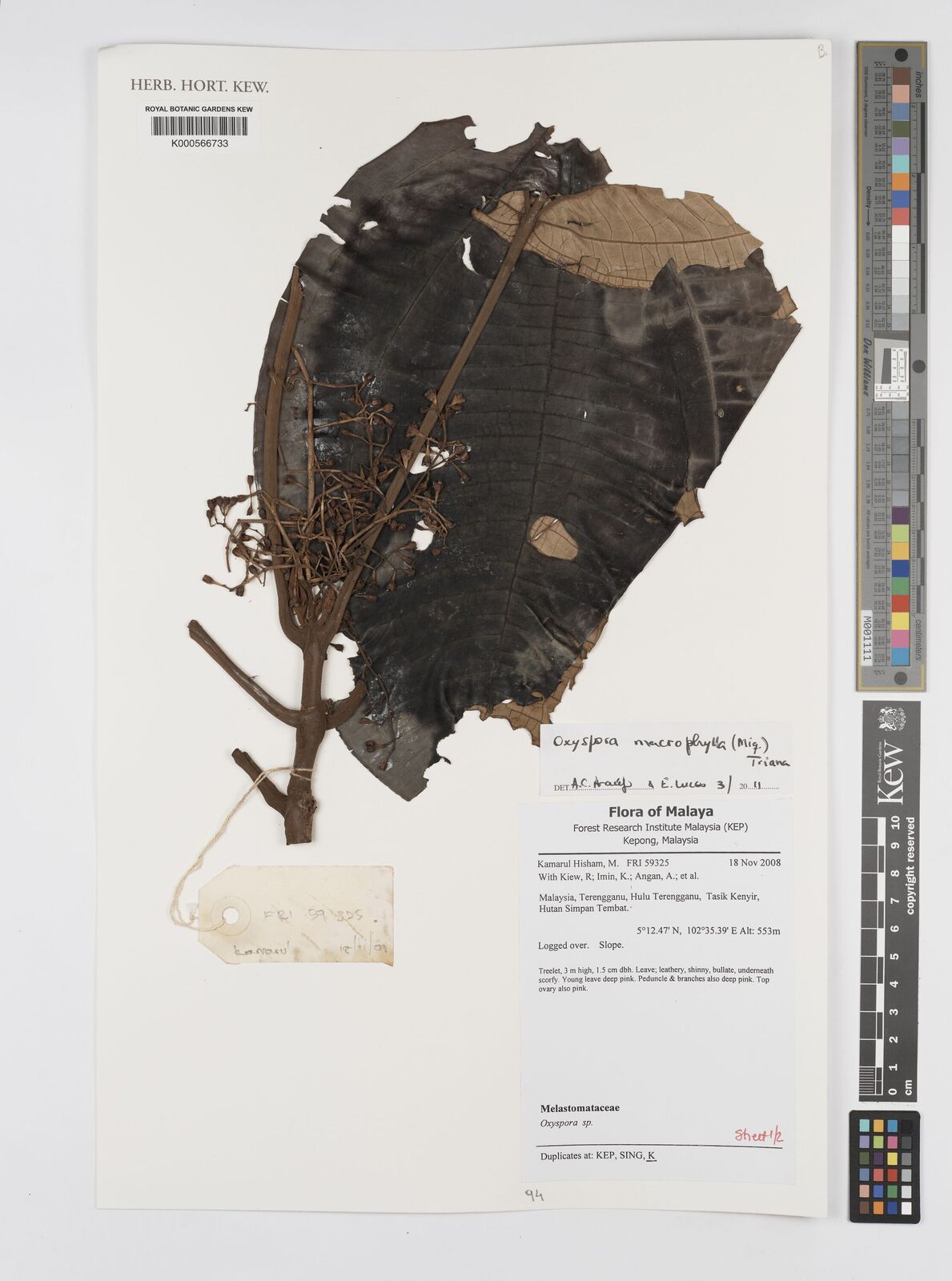 Oxyspora macrophylla Triana | Plants of the World Online | Kew Science