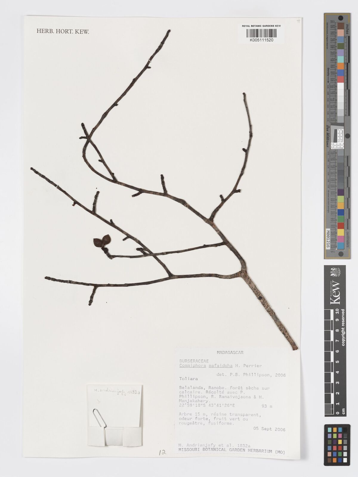 Commiphora mafaidoha H.Perrier | Plants of the World Online | Kew Science