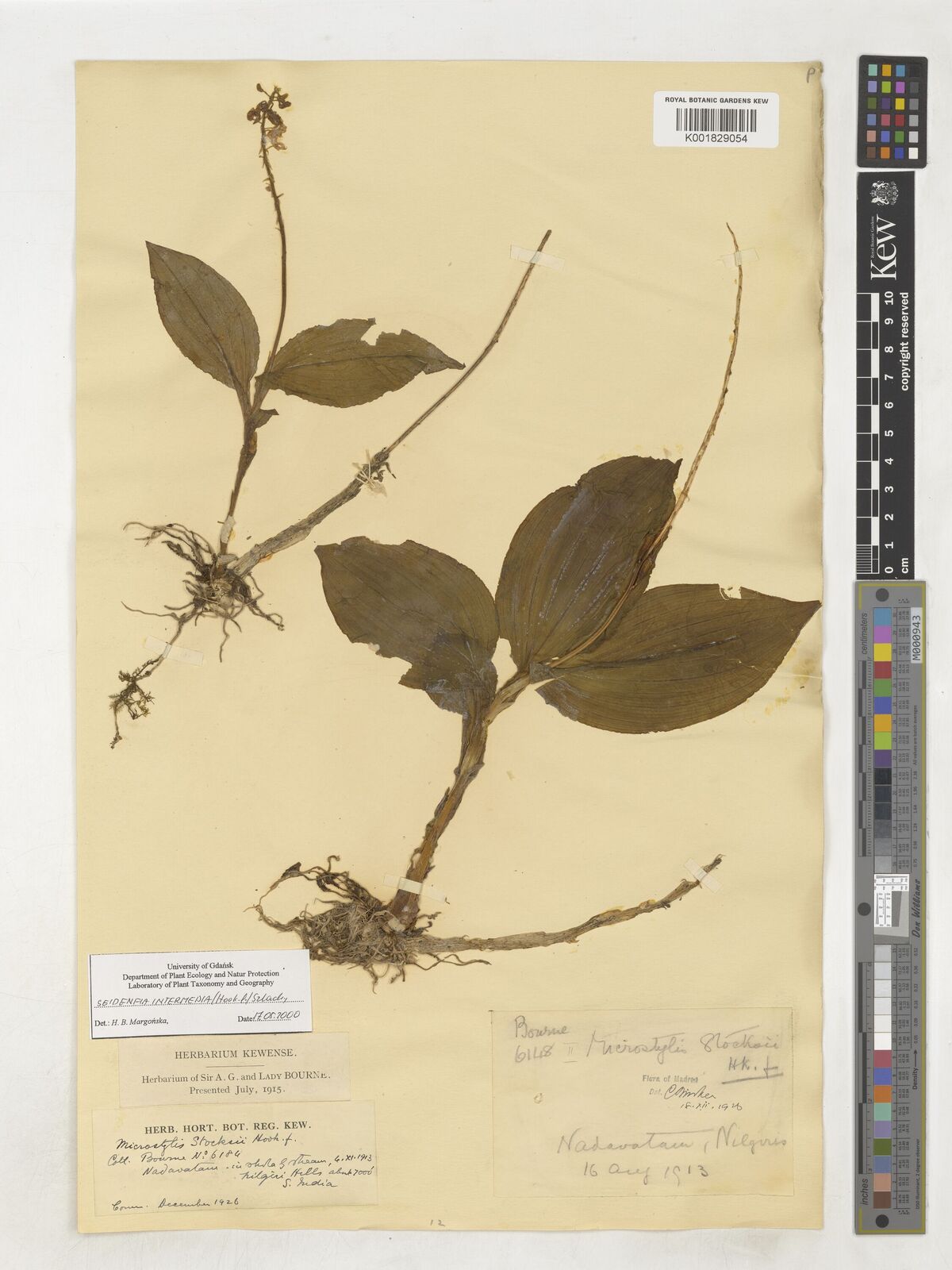 Malaxis intermedia (A.Rich.) Seidenf. | Plants of the World Online ...