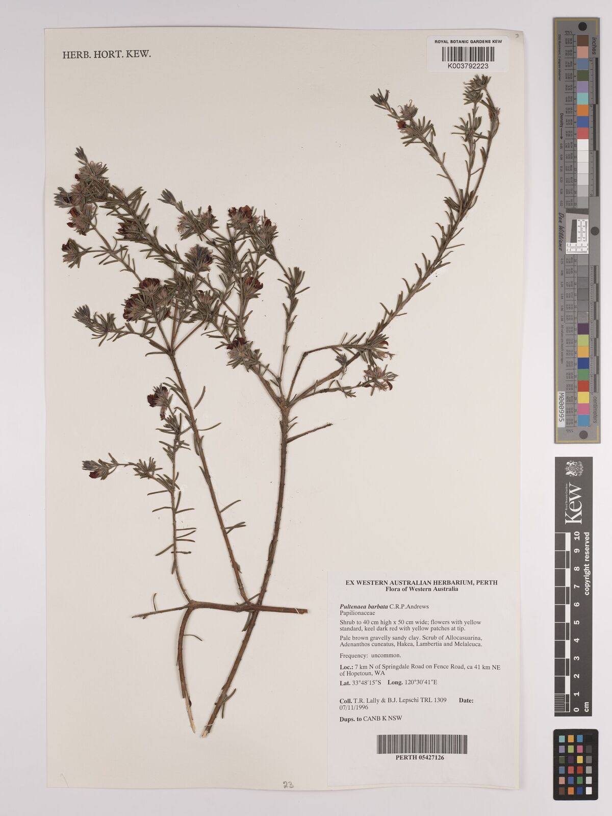 Pultenaea barbata C.R.P.Andrews | Plants of the World Online | Kew Science