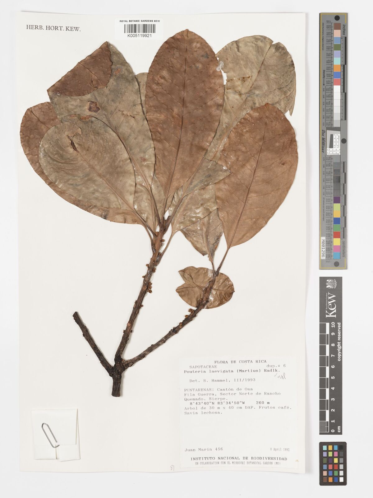 Micropholis laevigata (Mart.) Swenson & A.D.Faria | Plants of the World ...