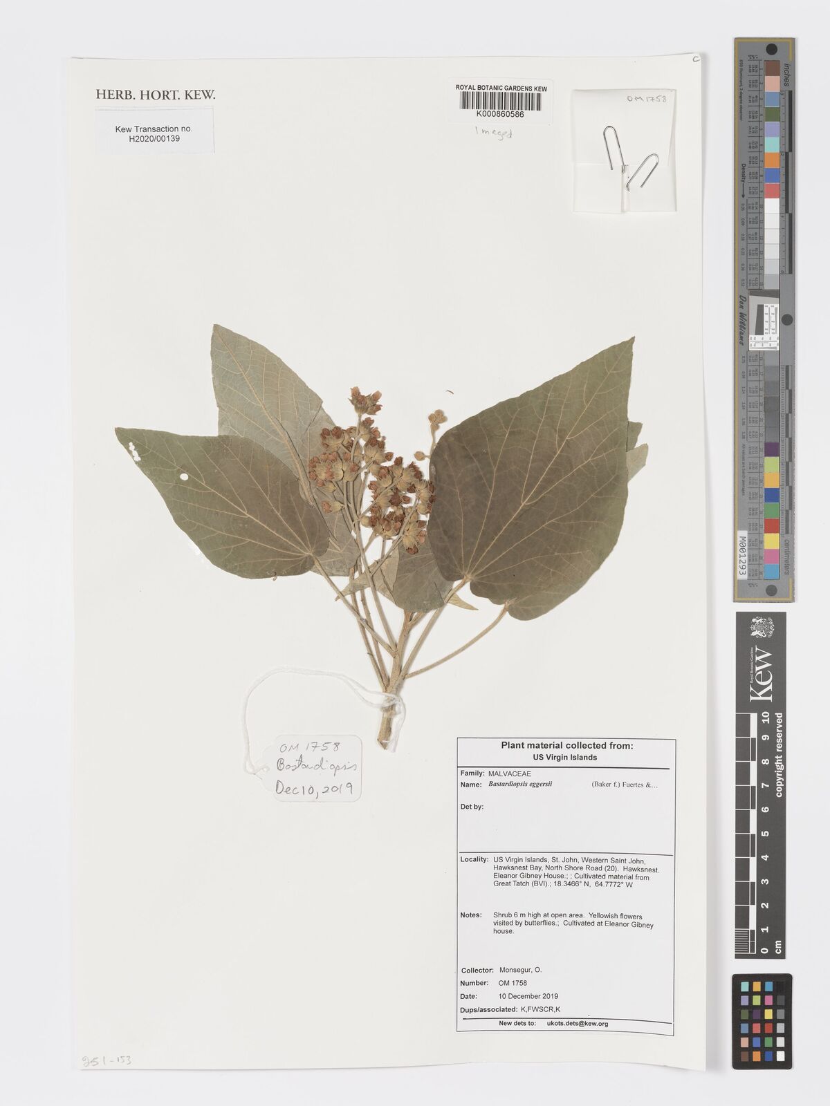 Abutilon virginianum Krapov. | Plants of the World Online | Kew Science