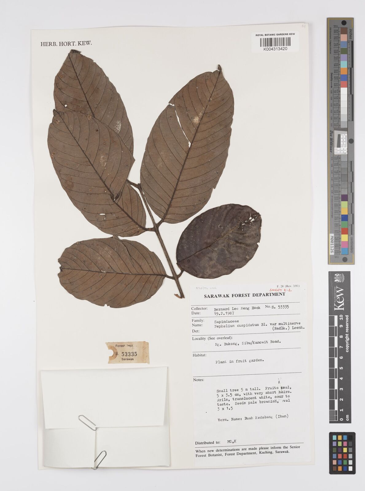 Nephelium cuspidatum var. multinerve (Radlk.) Leenh. | Plants of the ...