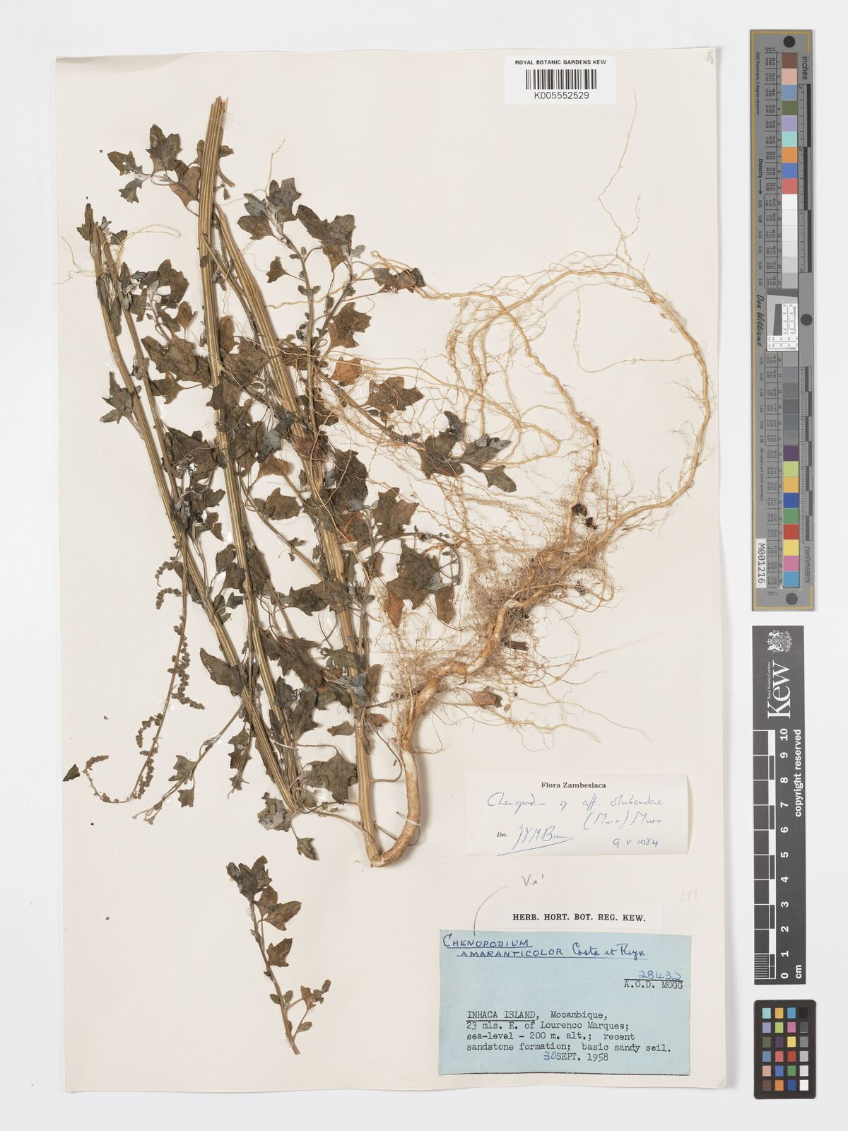 Chenopodium olukondae (Murr) Murr | Plants of the World Online | Kew ...