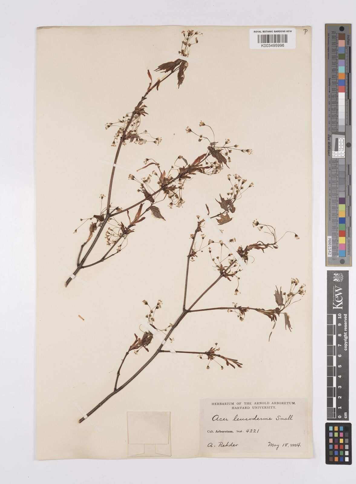 Acer leucoderme Small | Plants of the World Online | Kew Science