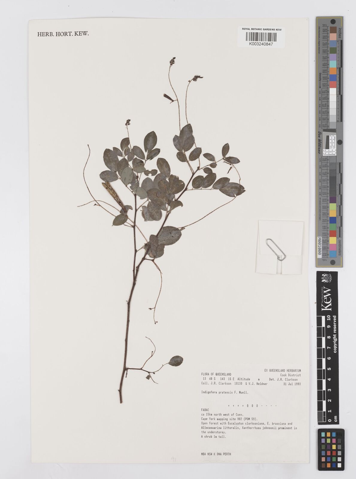 Indigofera elachantha Peter G.Wilson & Rowe | Plants of the World ...