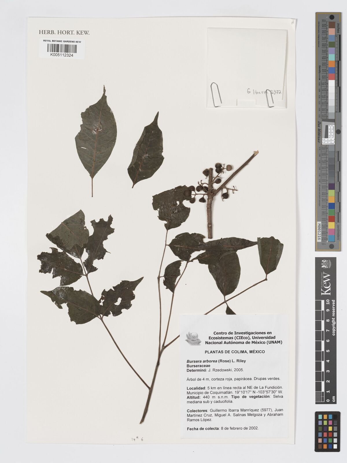 Bursera simaruba (L.) Sarg. | Plants of the World Online | Kew Science