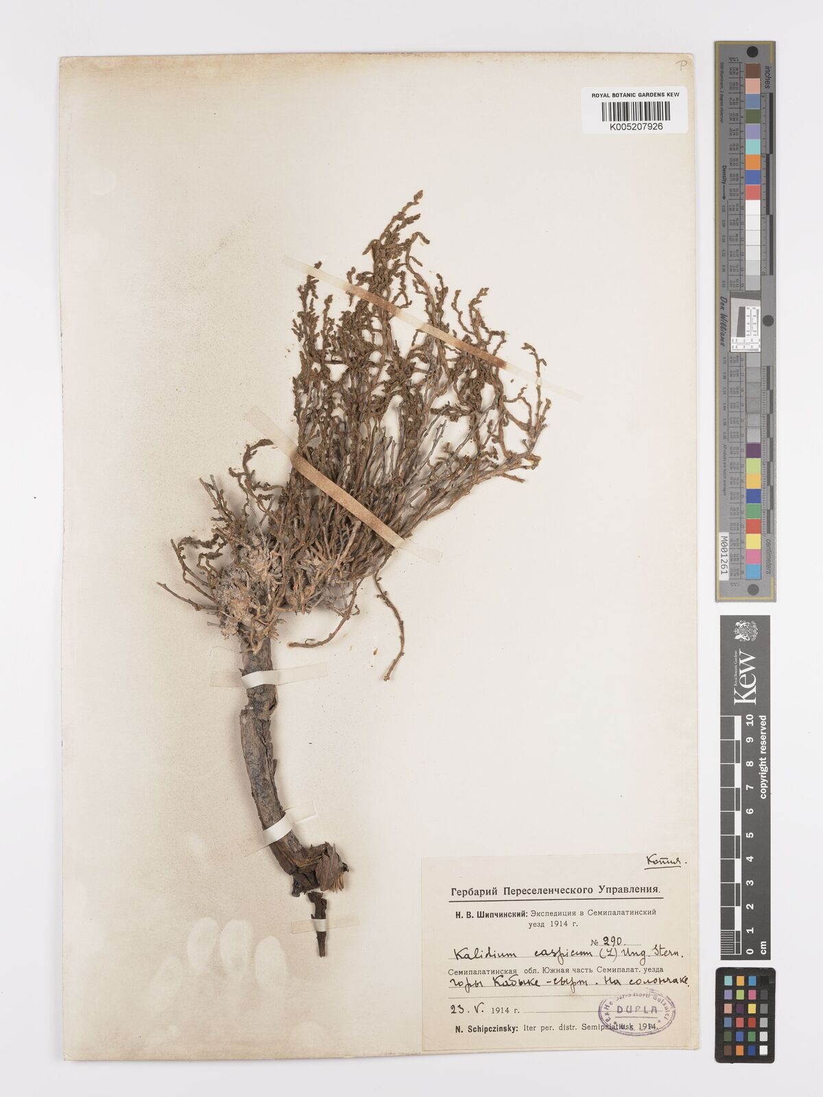 Kalidium Moq. | Plants of the World Online | Kew Science