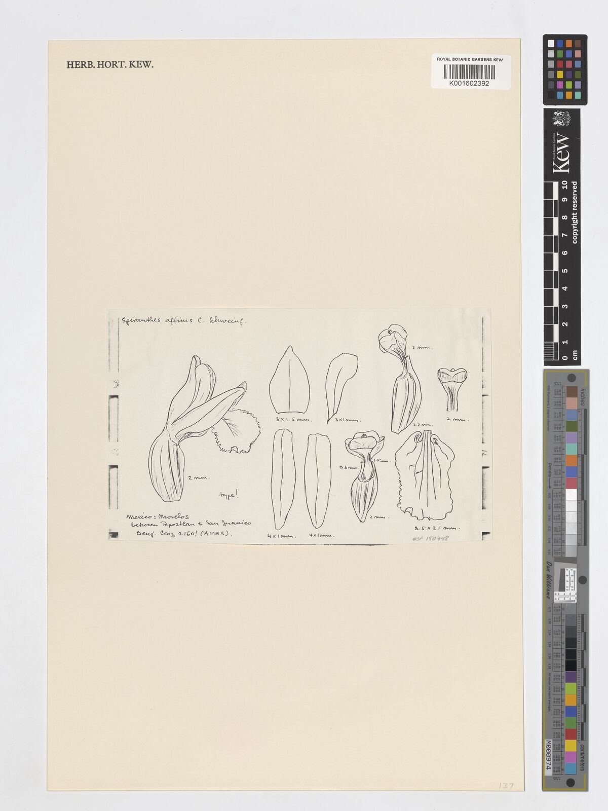 Schiedeella affinis (C.Schweinf.) Salazar | Plants of the World Online ...