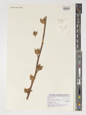 Hibiscus cannabinus L. | Plants of the World Online | Kew Science