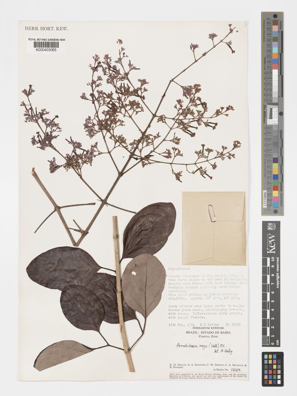 Fridericia rego (Vell.) L.G.Lohmann | Plants of the World Online | Kew ...