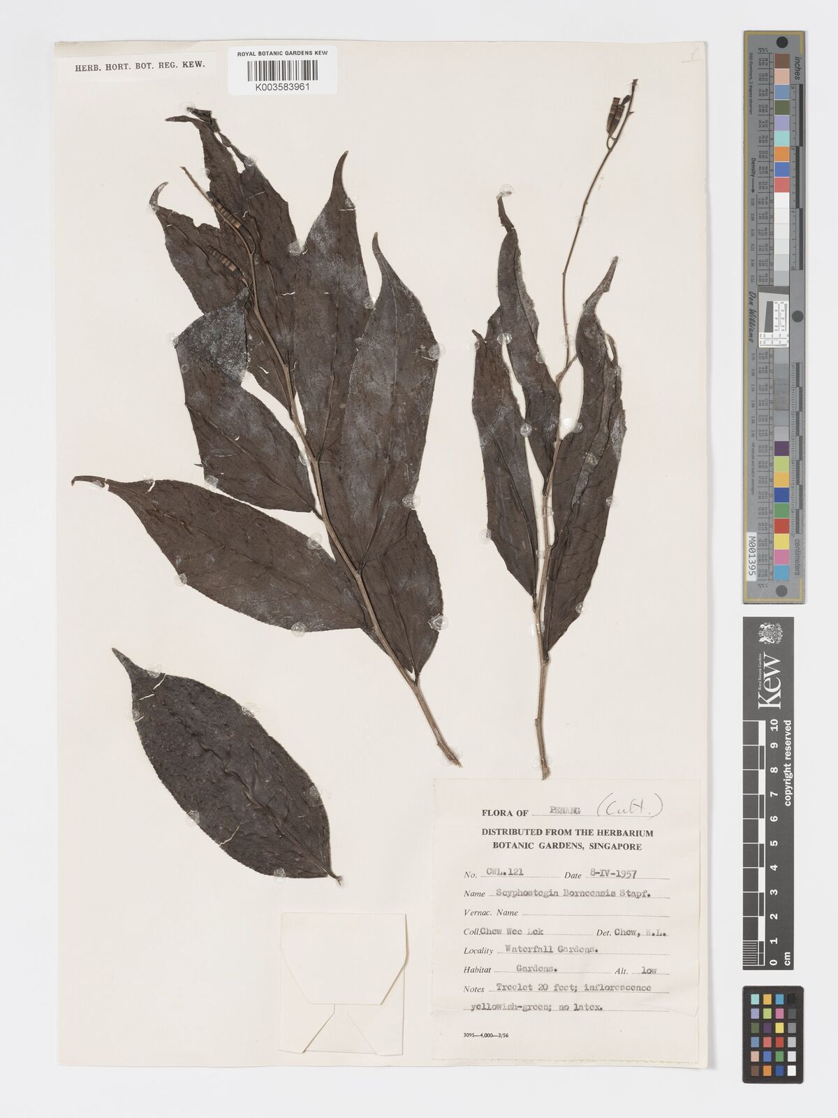 Scyphostegia borneensis Stapf | Plants of the World Online | Kew Science