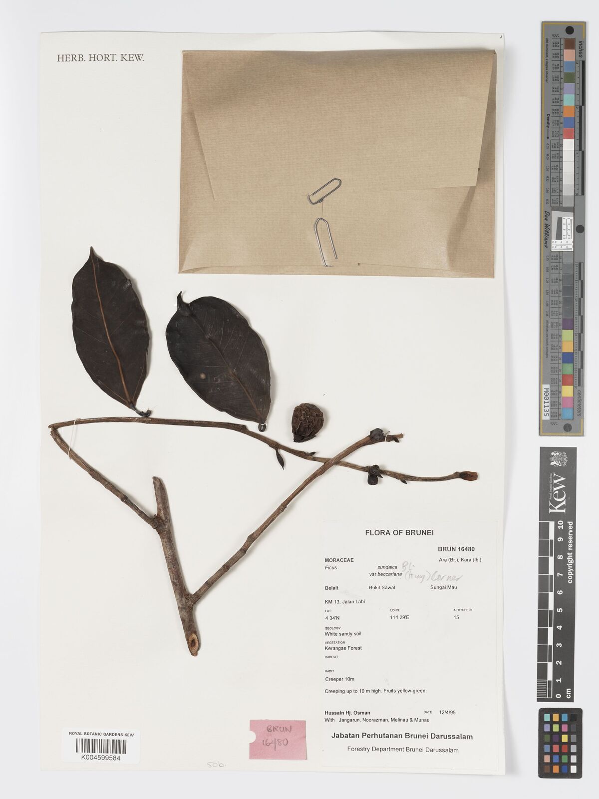 Ficus sundaica Blume | Plants of the World Online | Kew Science
