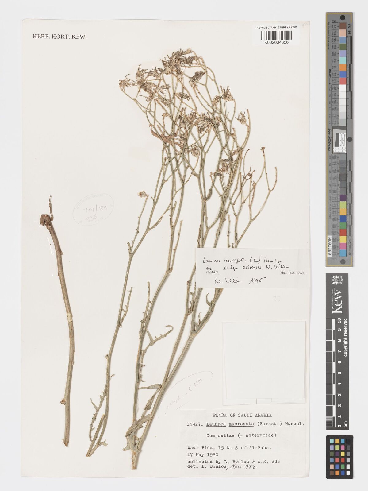 Launaea fragilis subsp. fragilis | Plants of the World Online | Kew Science