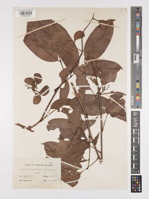 Connarus semidecandrus Jack | Plants of the World Online | Kew Science