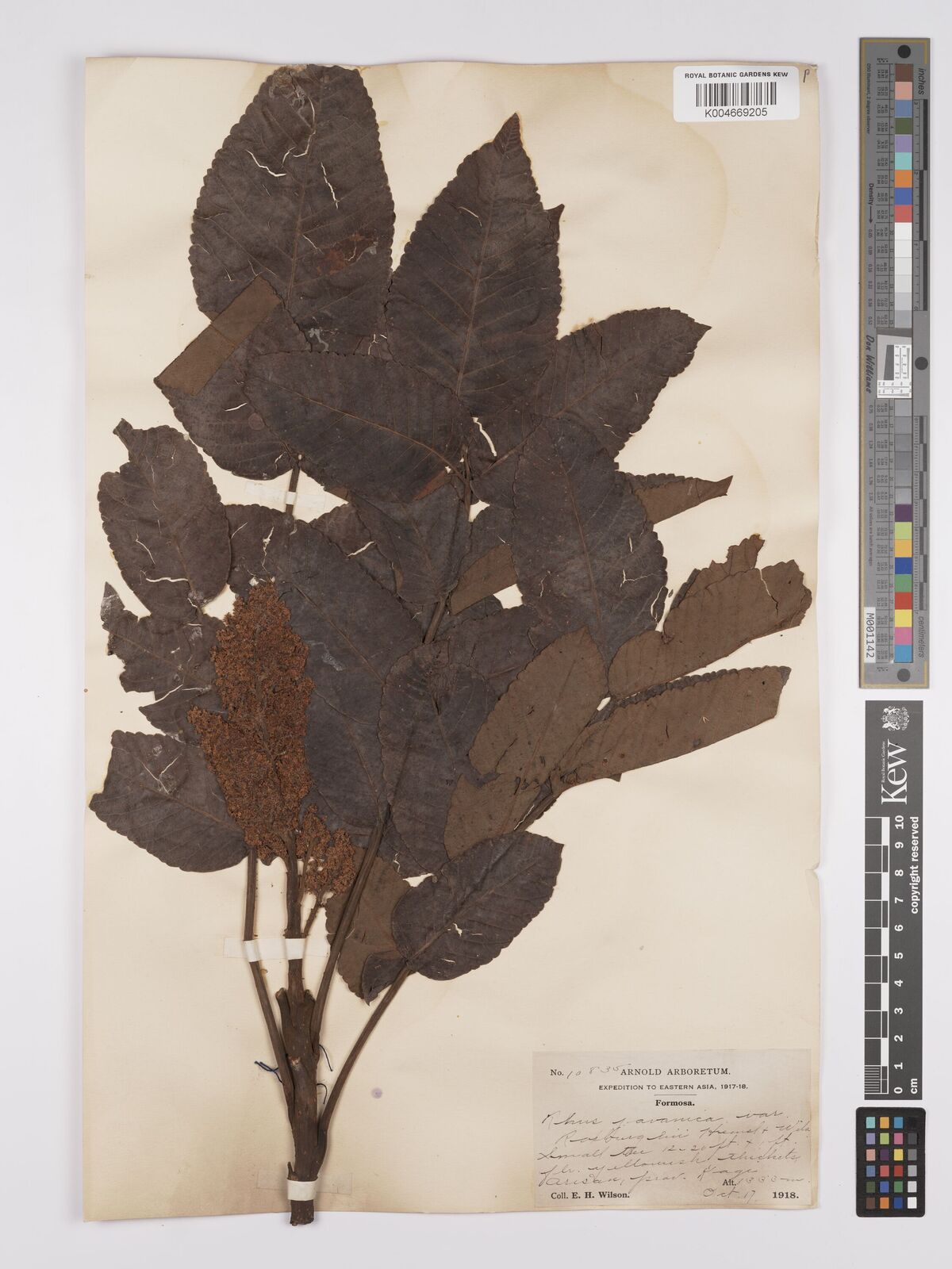 Rhus chinensis var. roxburghii (DC.) Rehder | Plants of the World ...