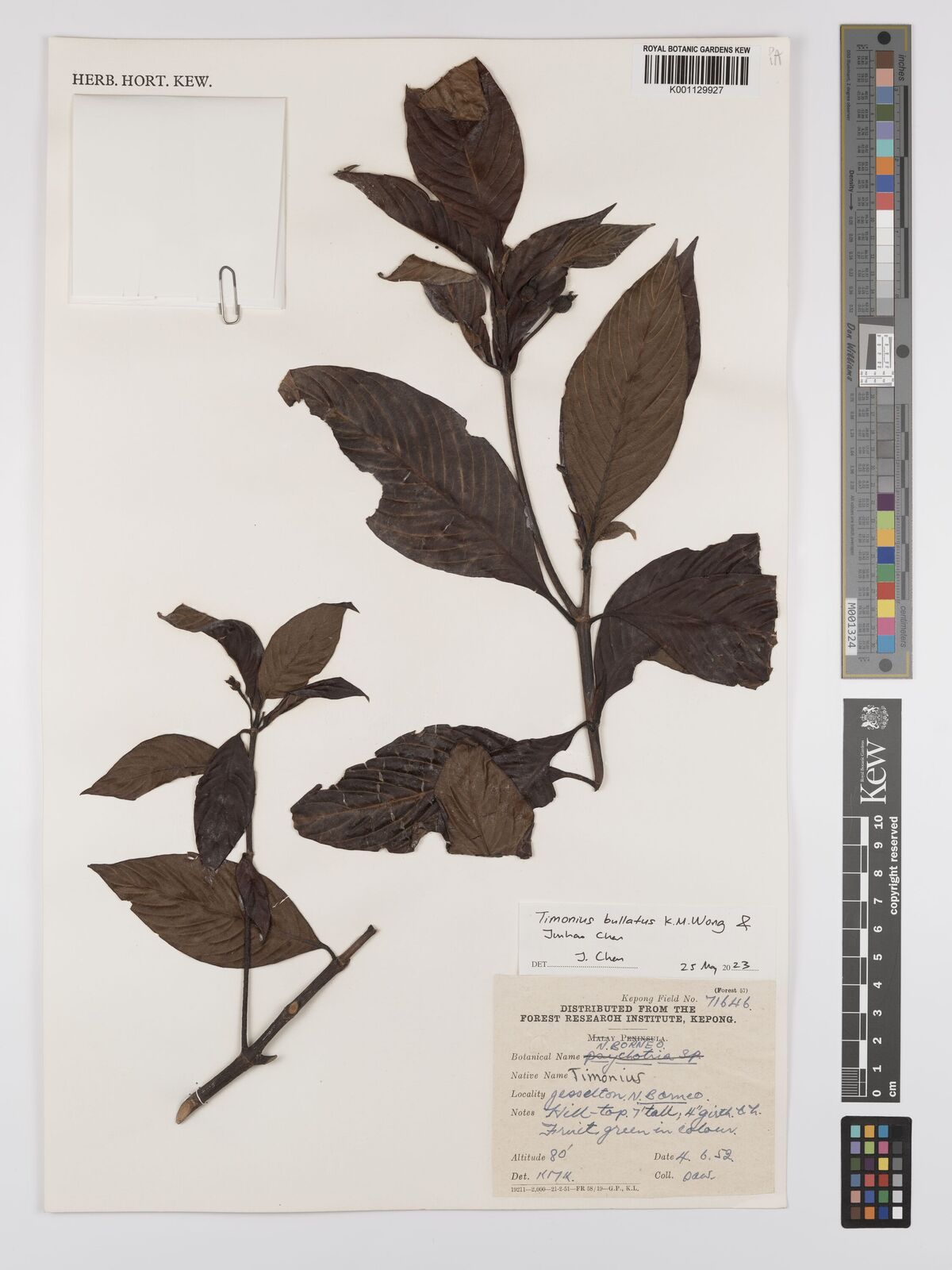 Timonius bullatus K.M.Wong & Jun H.Chen | Plants of the World Online ...