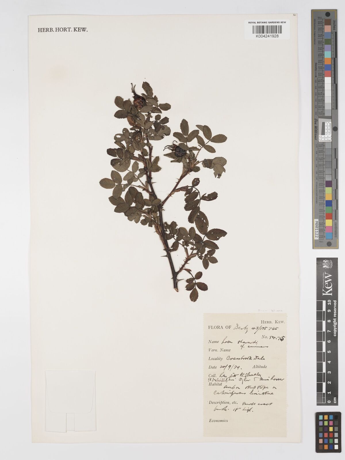 Rosa eminens Druce | Plants of the World Online | Kew Science