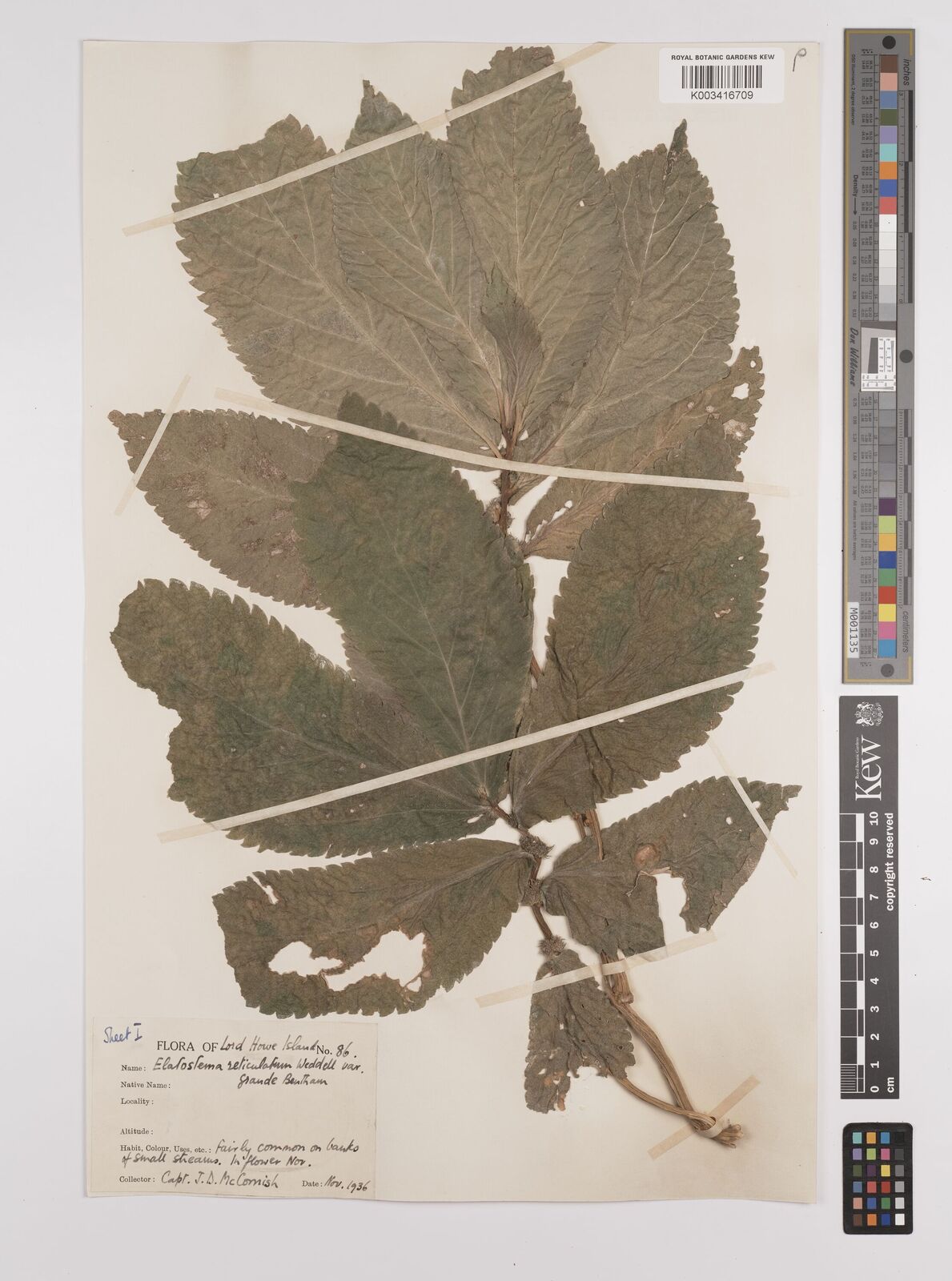 Elatostema grande (Wedd.) P.S.Green | Plants of the World Online | Kew ...