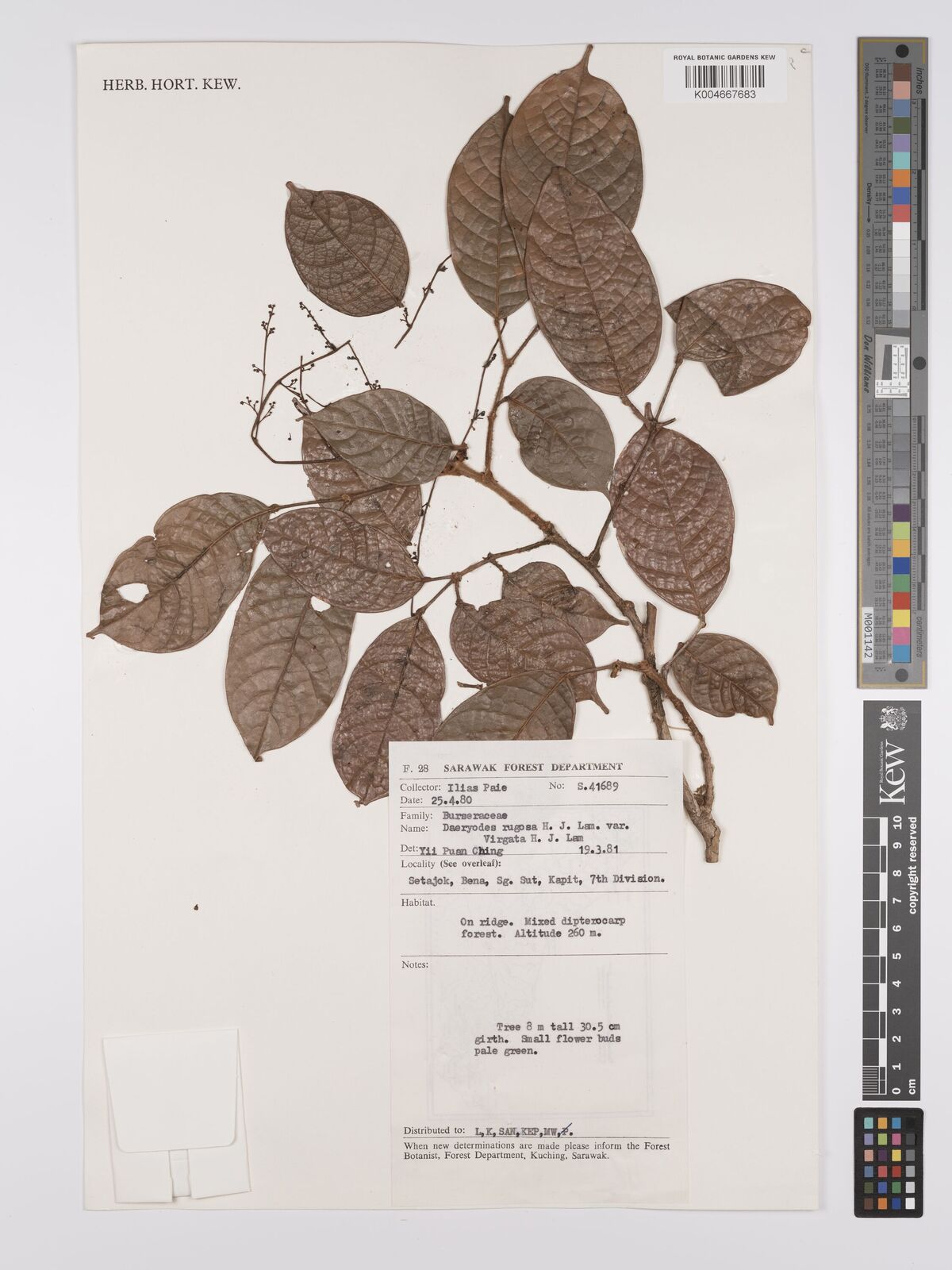 Dacryodes rugosa var. virgata (Blume) H.J.Lam | Plants of the World ...