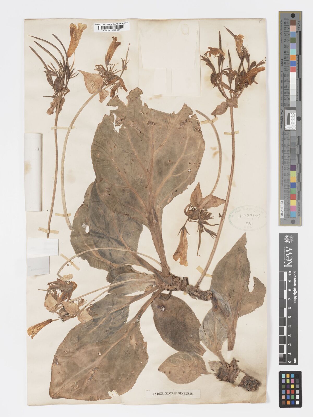 Primulina eburnea (Hance) Yin Z.Wang | Plants of the World Online | Kew ...