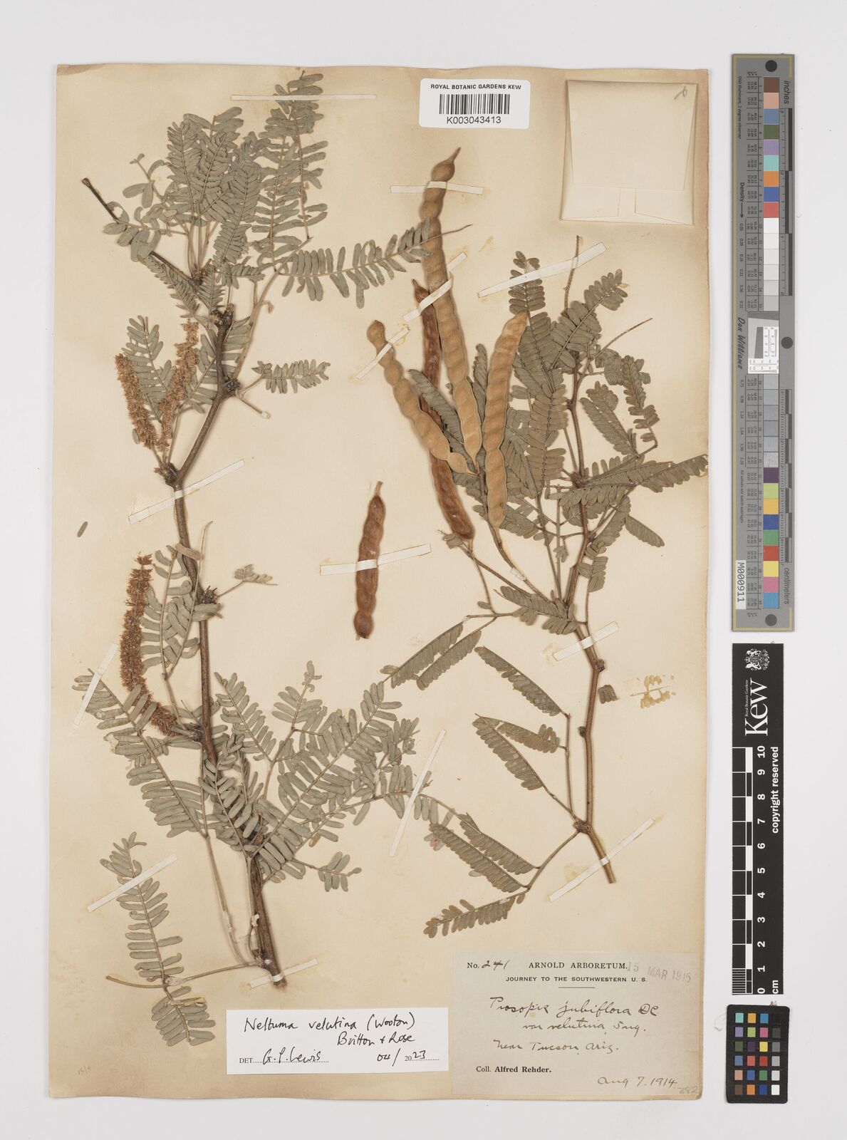 Neltuma velutina (Wooton) Britton & Rose | Plants of the World Online ...