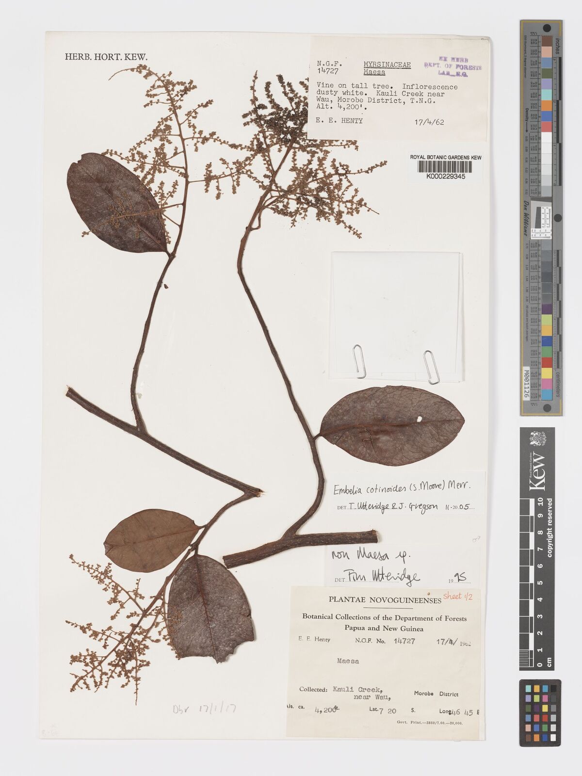 Embelia cotinoides (S.Moore) Merr. | Plants of the World Online | Kew ...