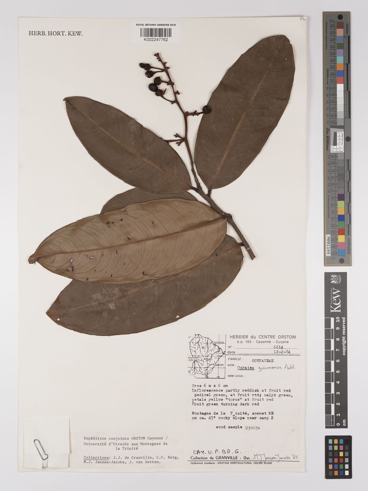 Ouratea guianensis Aubl. | Plants of the World Online | Kew Science