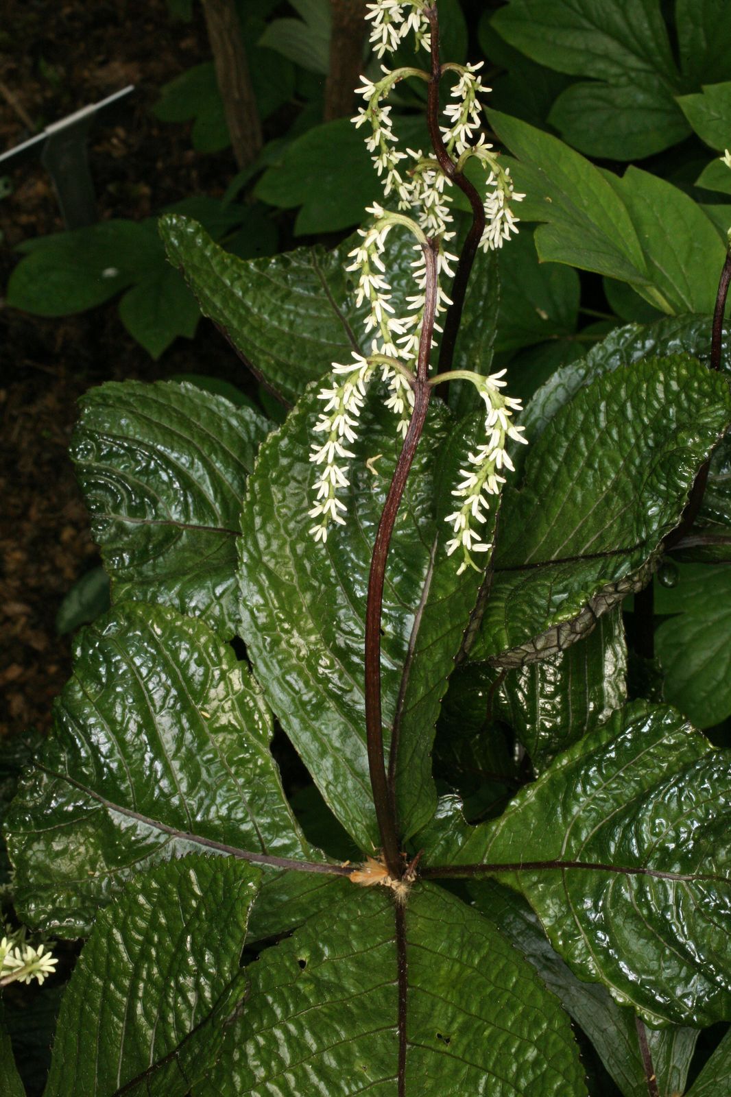 Chloranthus fortunei (A.Gray) Solms | Plants of the World Online | Kew ...