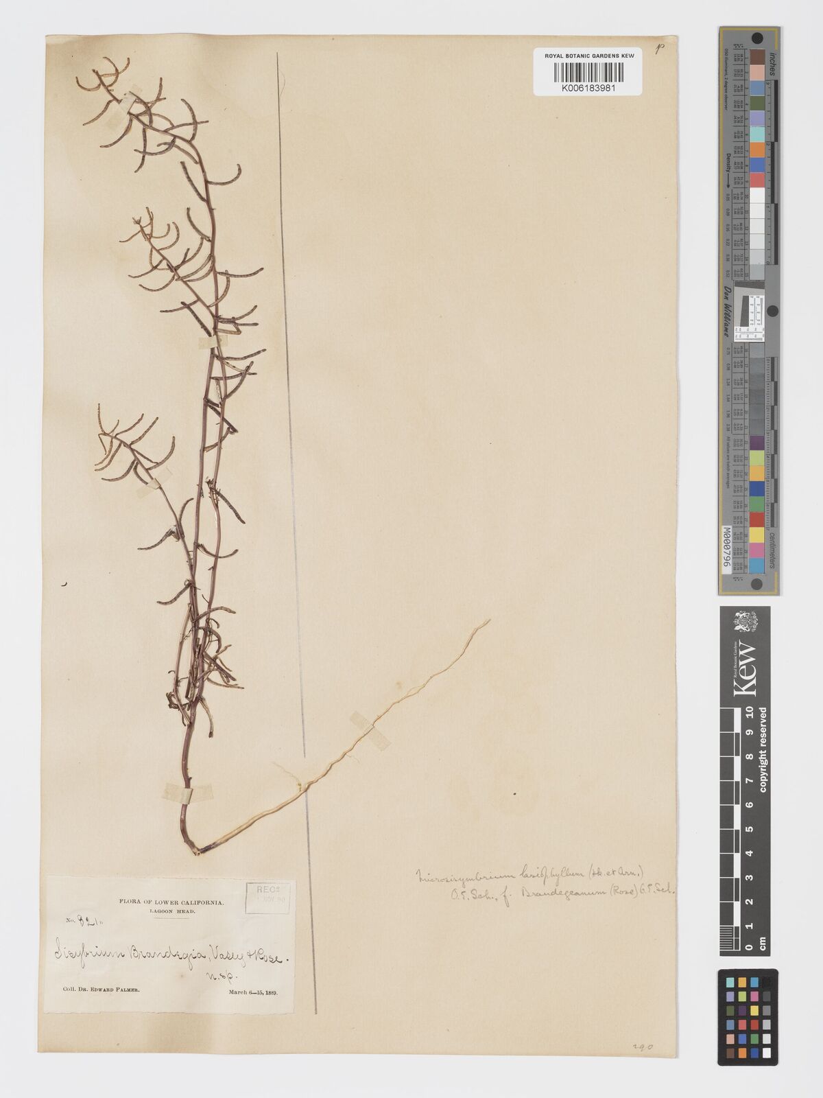 Sibara brandegeeana (Rose) Greene | Plants of the World Online | Kew ...