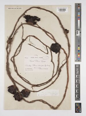 Sapria Griff. | Plants of the World Online | Kew Science