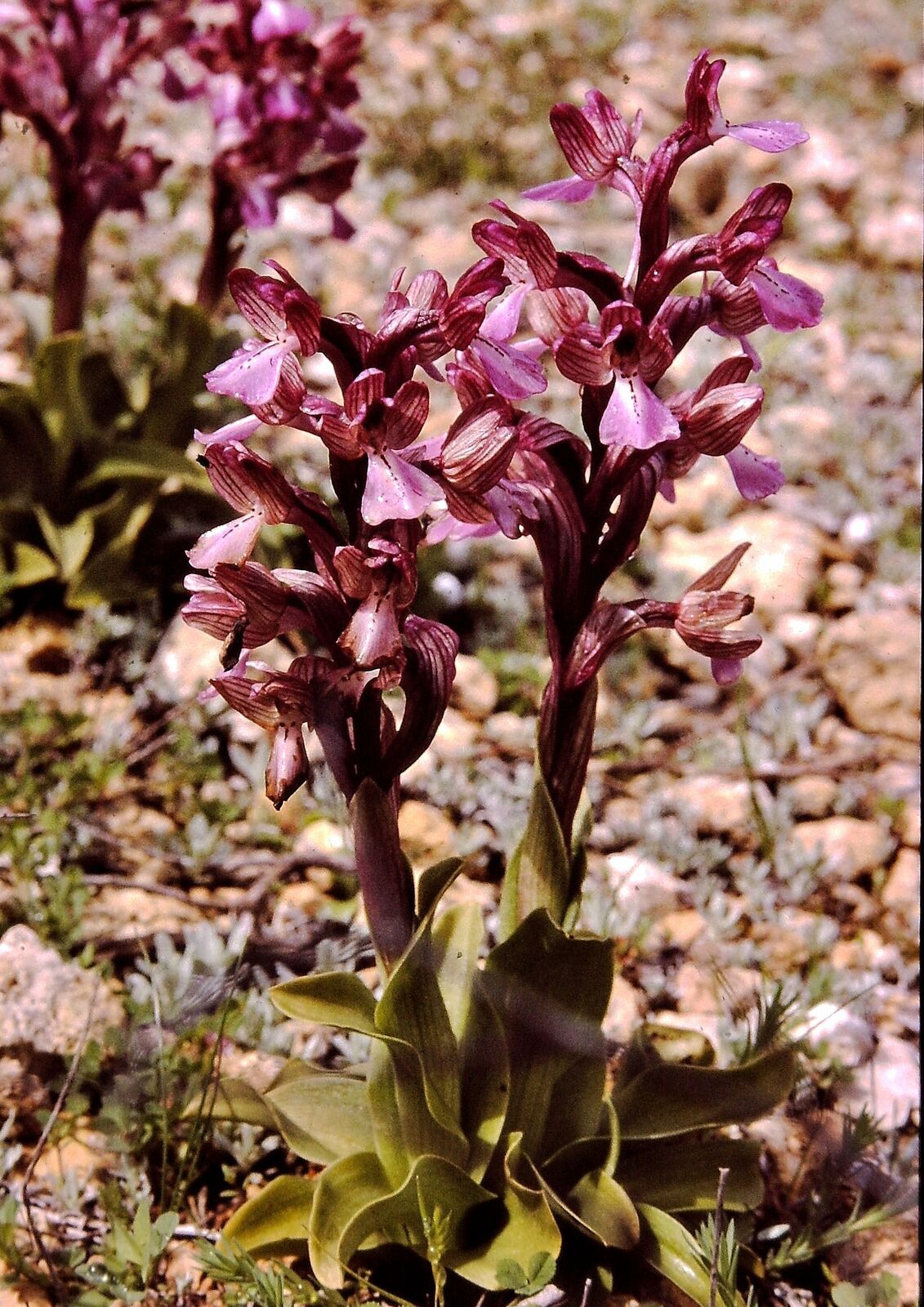 Anacamptis cyrenaica (E.A.Durand & Barratte) H.Kretzschmar, Eccarius ...