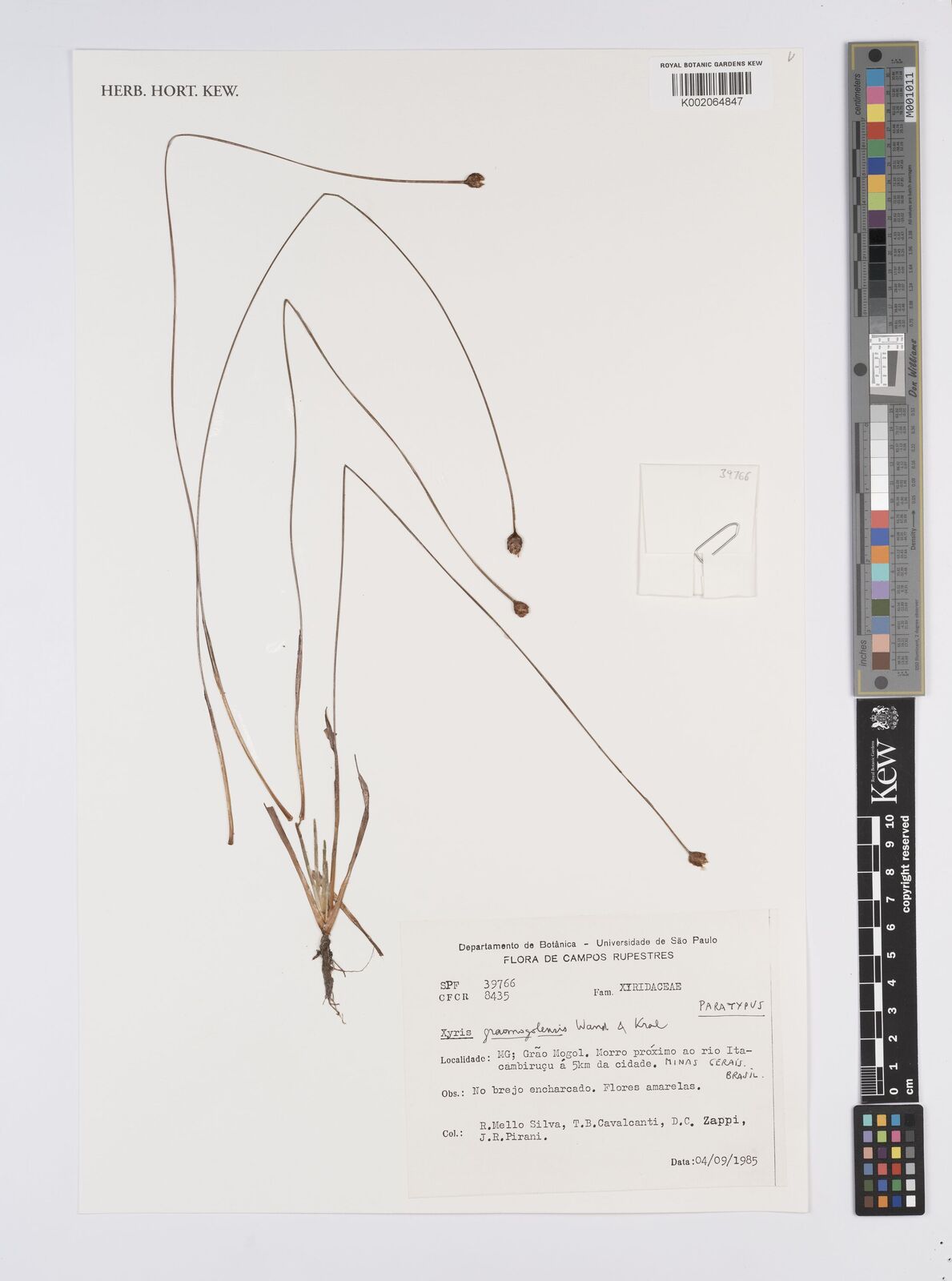 Xyris graomogolensis Wand. & Kral | Plants of the World Online | Kew ...