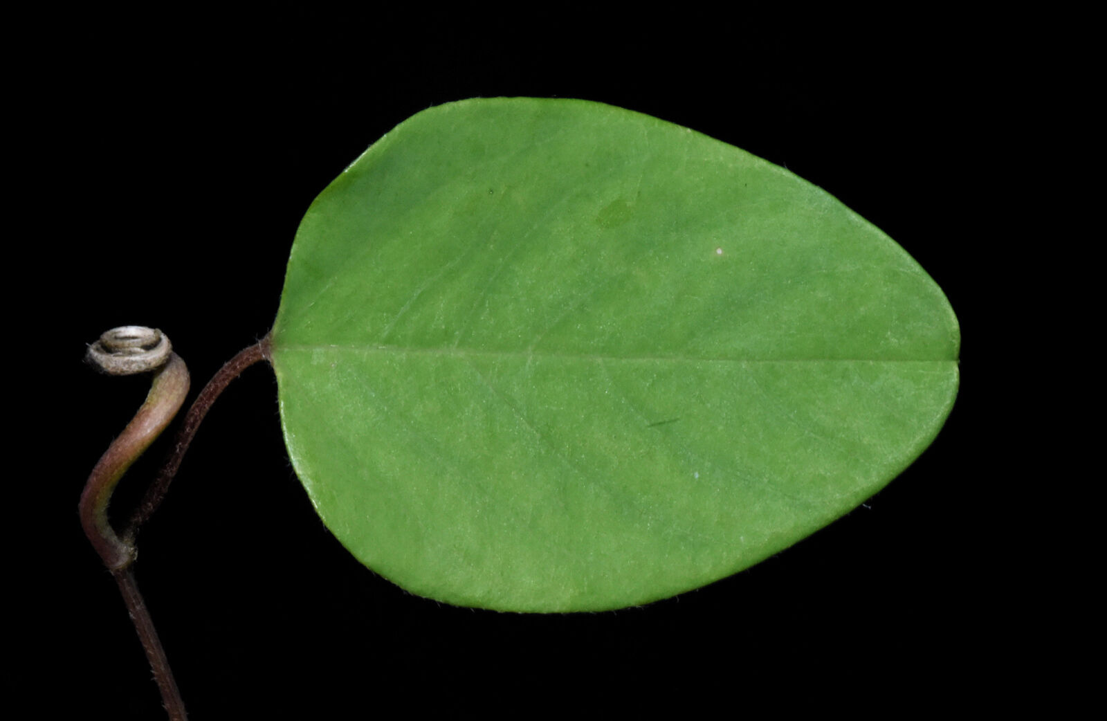 Helinus integrifolius (Lam.) Kuntze | Plants of the World Online | Kew ...