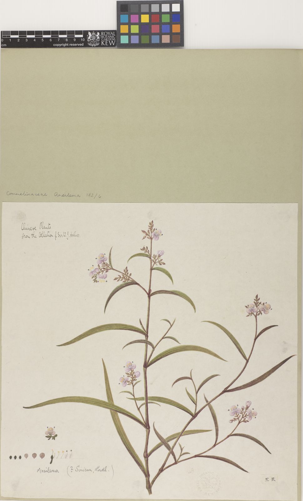 Murdannia simplex (Vahl) Brenan | Plants of the World Online | Kew Science